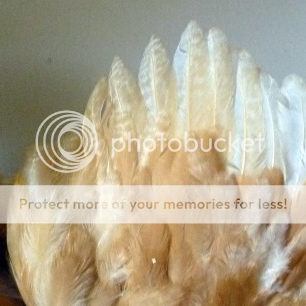 barring in juvenile buff ameraucana roo [photos] | BackYard Chickens ...