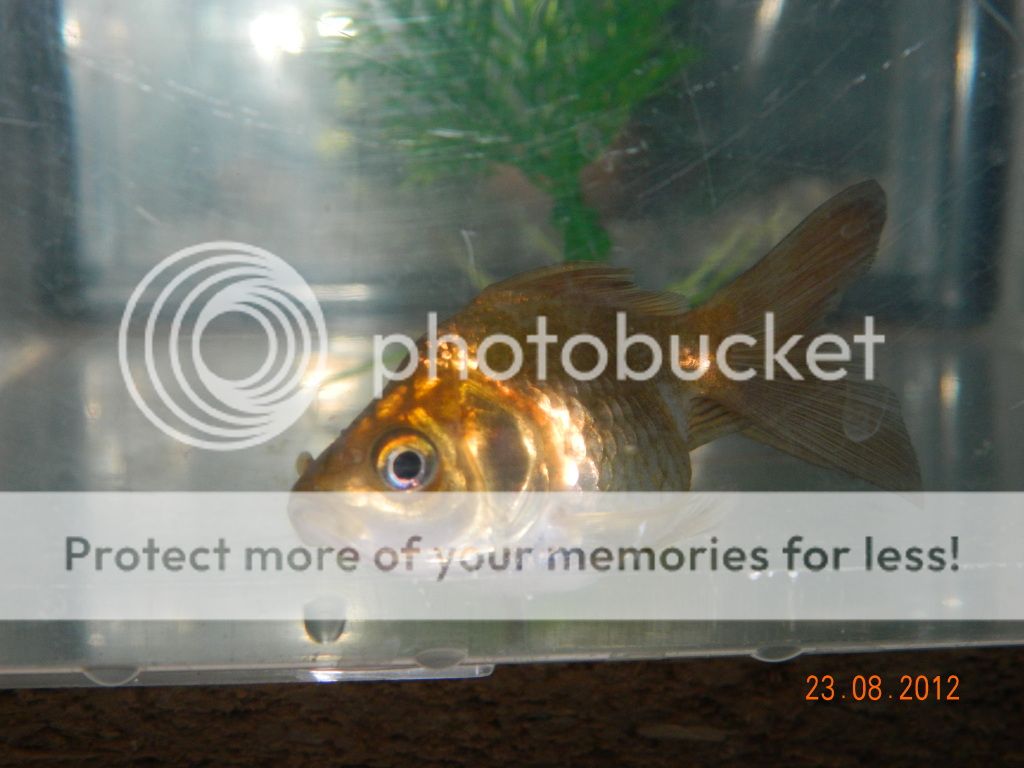 Early Stages Of Dropsy?! | Fish Forum